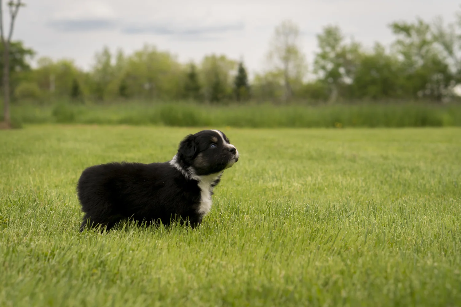 April 2017: Prize & Bodie's Mini Aussie Pups — Breezemore's Aussies