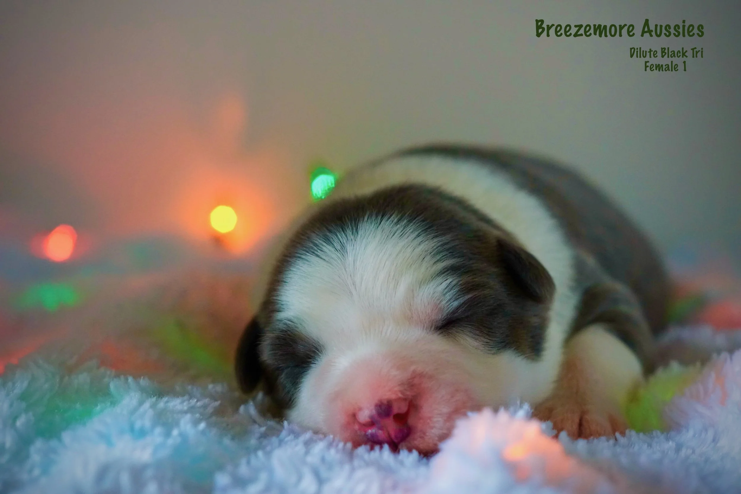 Mini Aussie Puppies — Breezemore's Aussies