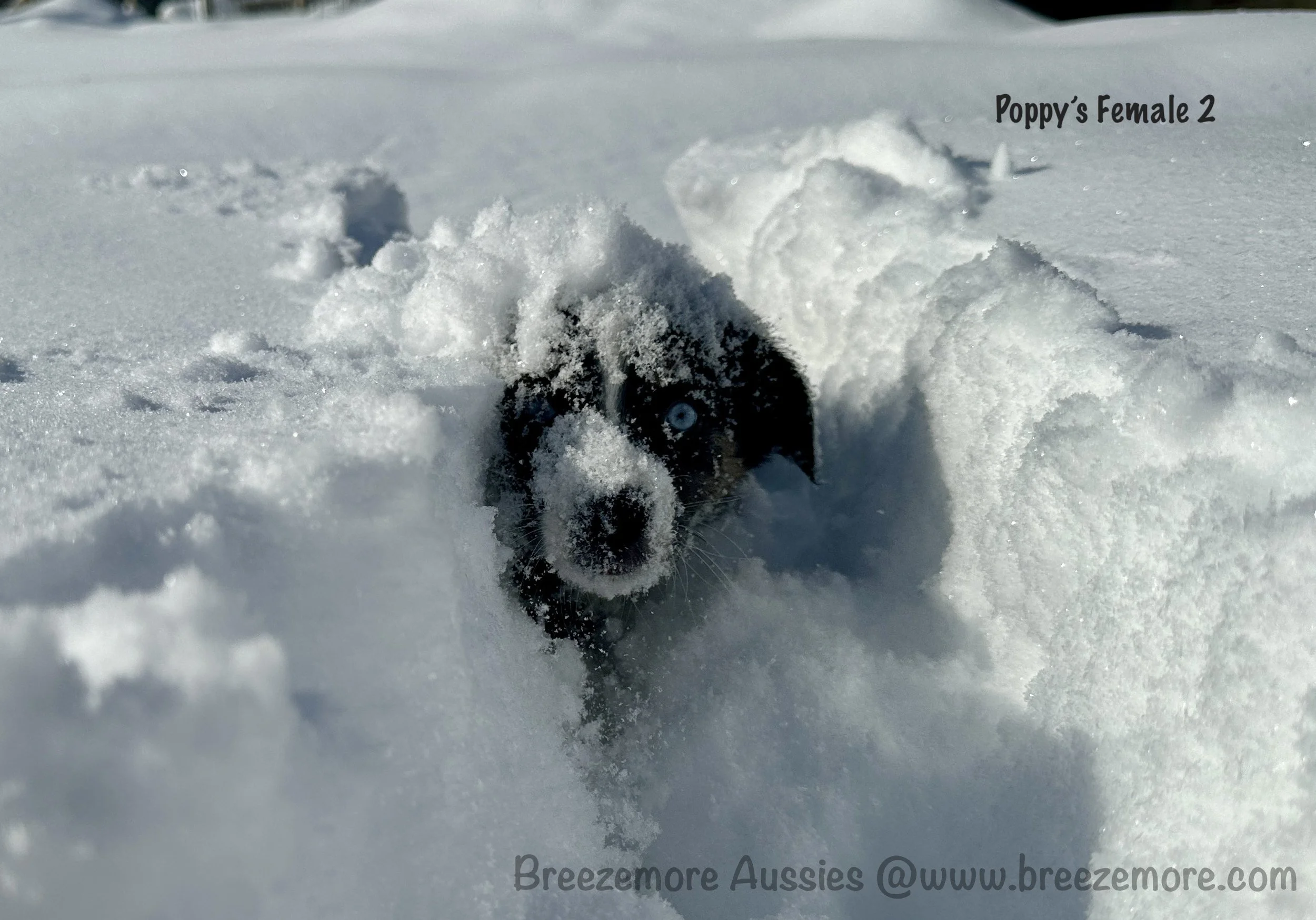 Mini Aussie Puppies — Breezemore's Aussies