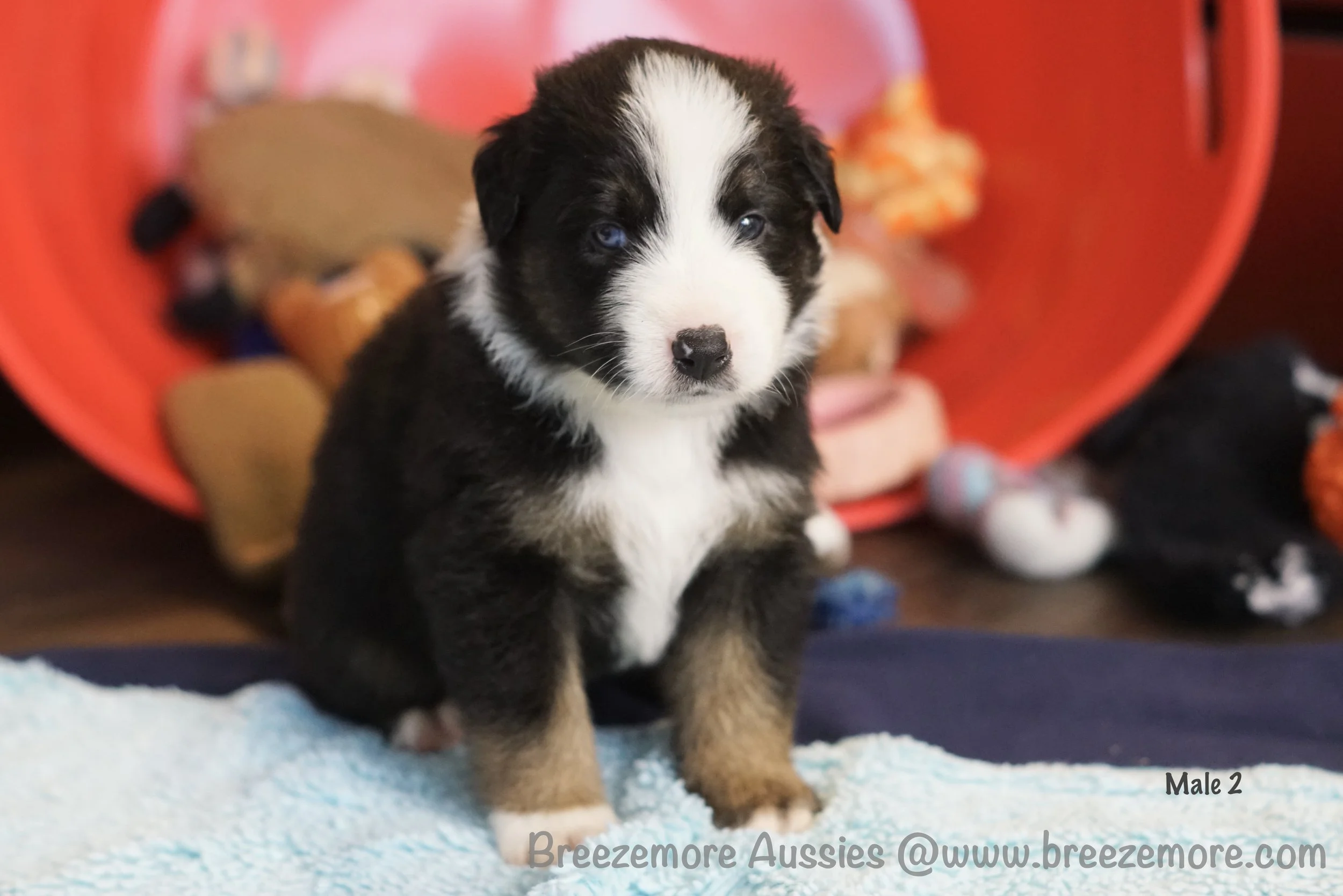 Mini Aussie Puppies — Breezemore's Aussies