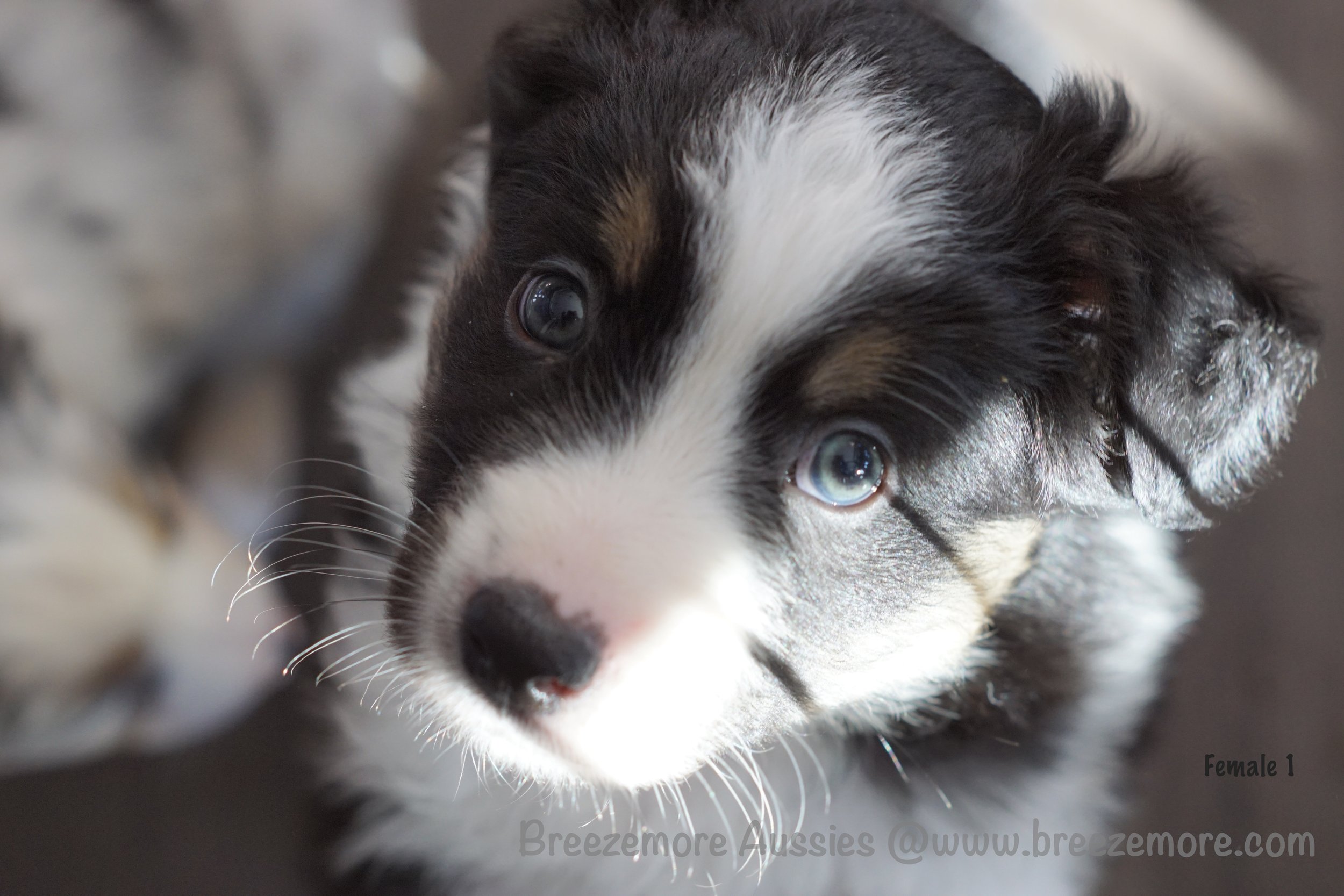 Mini Aussie Puppies — Breezemore's Aussies