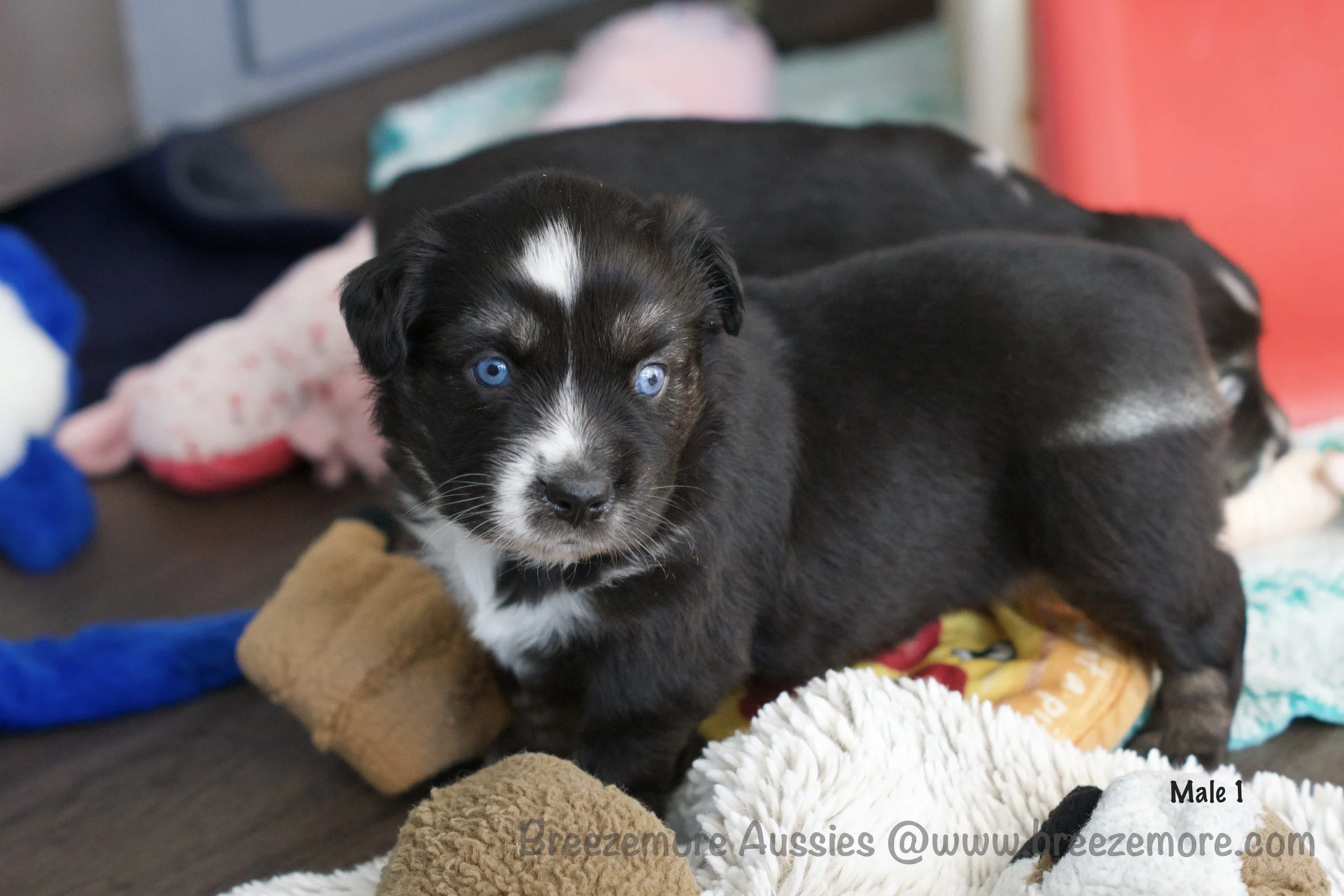 Mini Aussie Puppies — Breezemore's Aussies