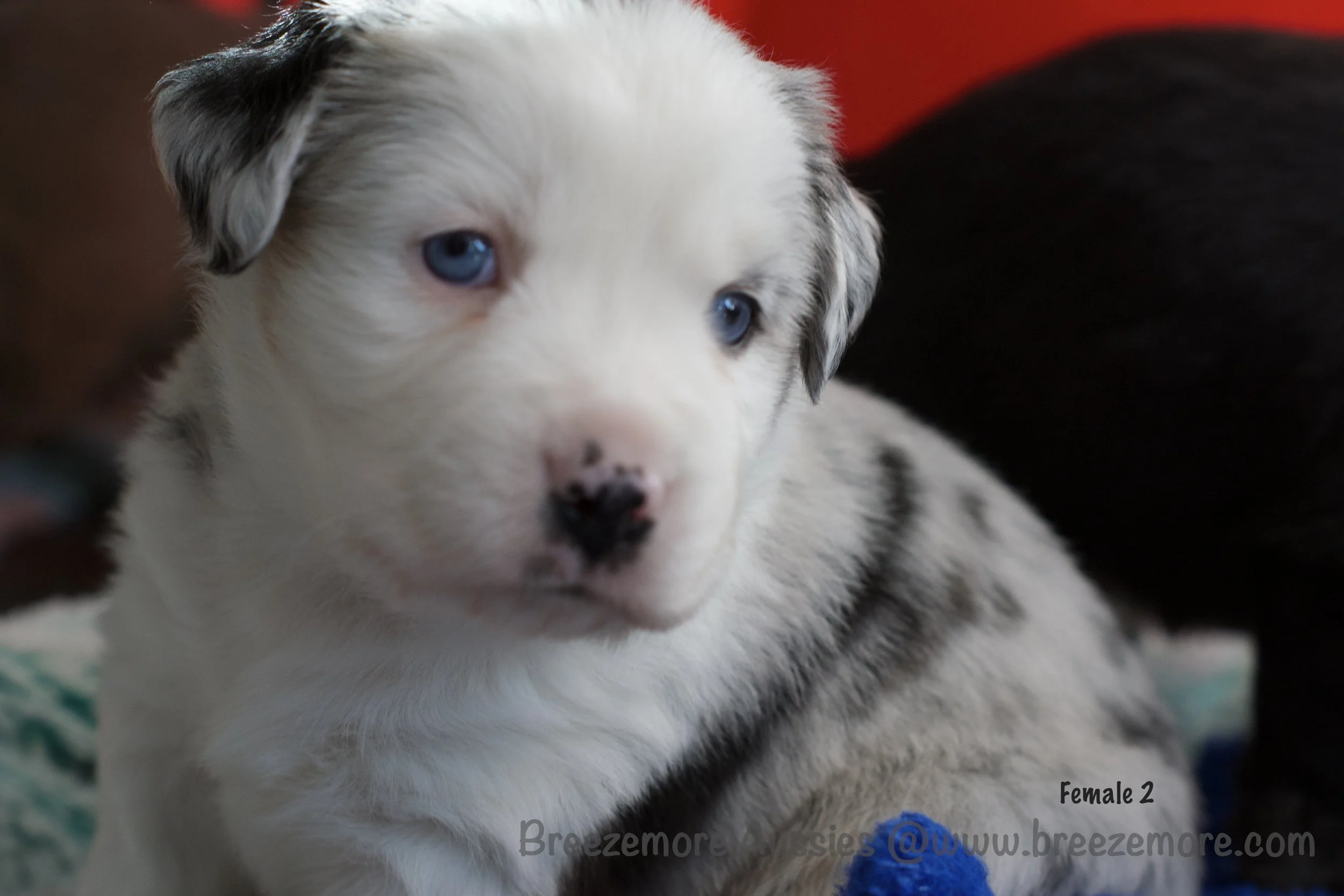 Mini Aussie Puppies — Breezemore's Aussies