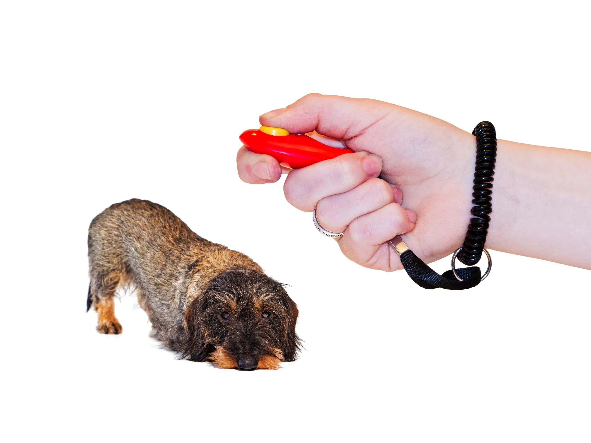 Clickers: Just 'cause you can doesn't mean you should — Kindred ...