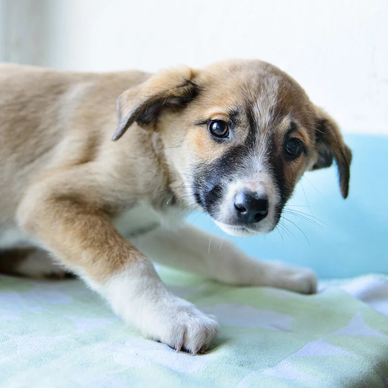 Scared Puppy