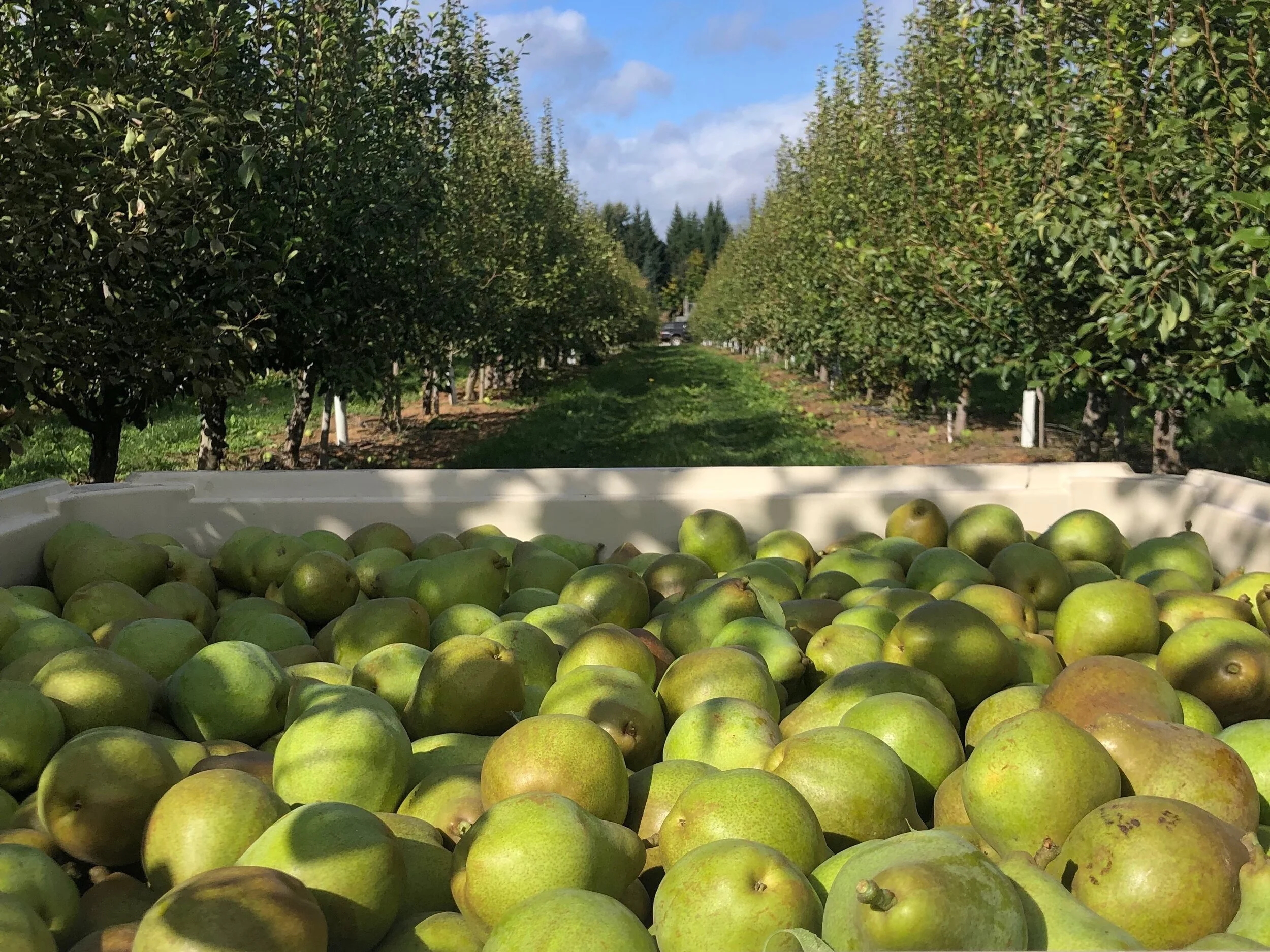 Oregon Pears — Tree-Ripe Fruit Co.