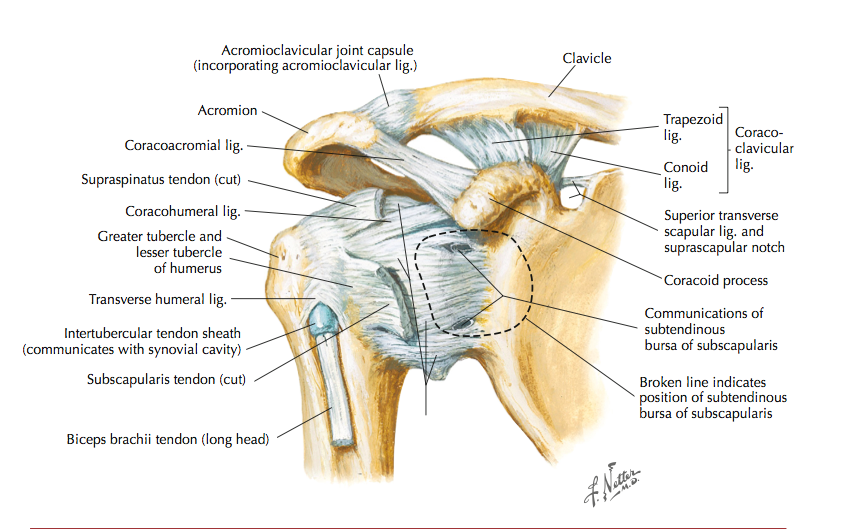 Coracohumeral Ligament