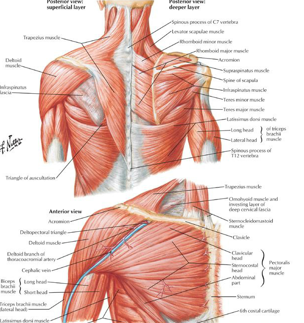 The Role Of The Scapula In Shoulder Impingement Syndrome Part 2