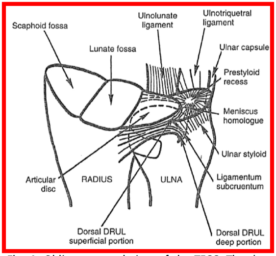 TFCC & Ulnar-side wrist injuries — Rayner & Smale