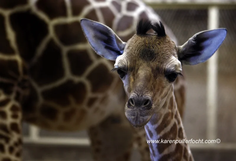 Memphis Zoo Has A New Baby Giraffe on Leap Year — KAREN PULFER FOCHT ...