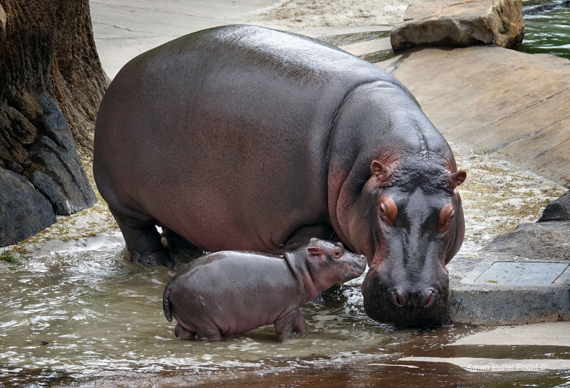 Baby Hippo Born At The Memphis Zoo — KAREN PULFER FOCHT -Photojournalist