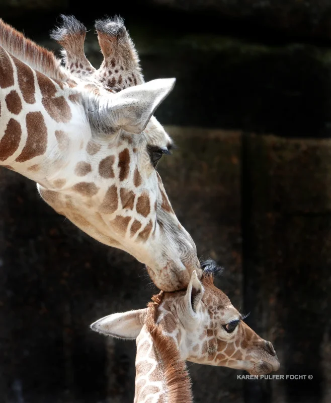 Memphis Zoo Welcomes Second New Baby Giraffe in Less Than One Week ...