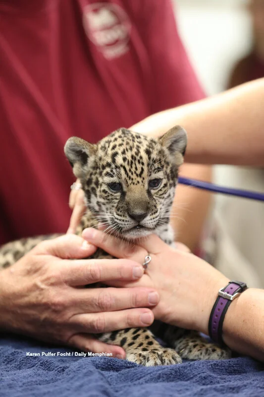 Baby Jaguars born to Memphis Zoo — KAREN PULFER FOCHT Photojournalist