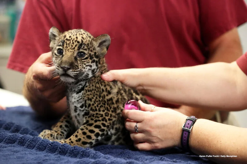 Baby Jaguars born to Memphis Zoo — KAREN PULFER FOCHT Photojournalist