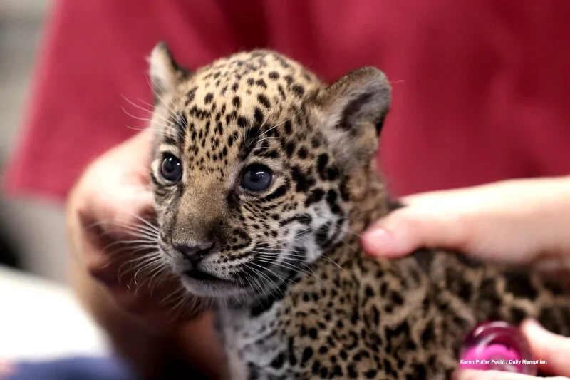 Baby Jaguars born to Memphis Zoo — KAREN PULFER FOCHT Photojournalist