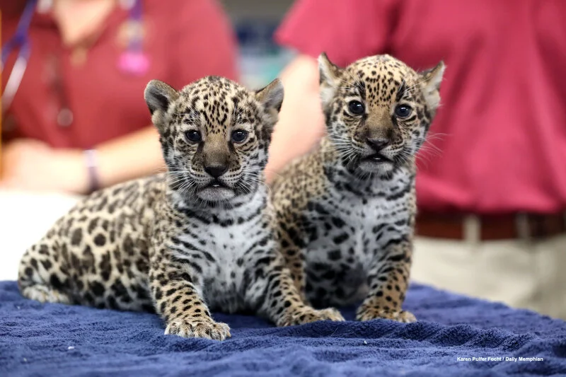 Baby Jaguars born to Memphis Zoo — KAREN PULFER FOCHT Photojournalist