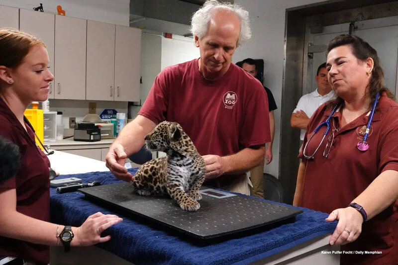 Baby Jaguars born to Memphis Zoo — KAREN PULFER FOCHT Photojournalist