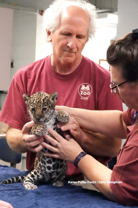 Baby Jaguars born to Memphis Zoo — KAREN PULFER FOCHT Photojournalist