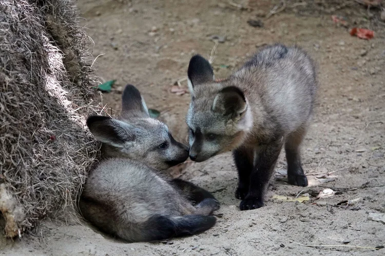 Cute Bat Eared Fox