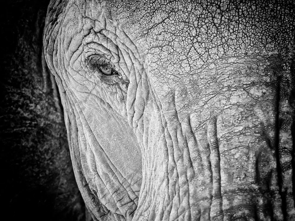 Monochrome Wildlife Photography — Morden O'Hare | Photography