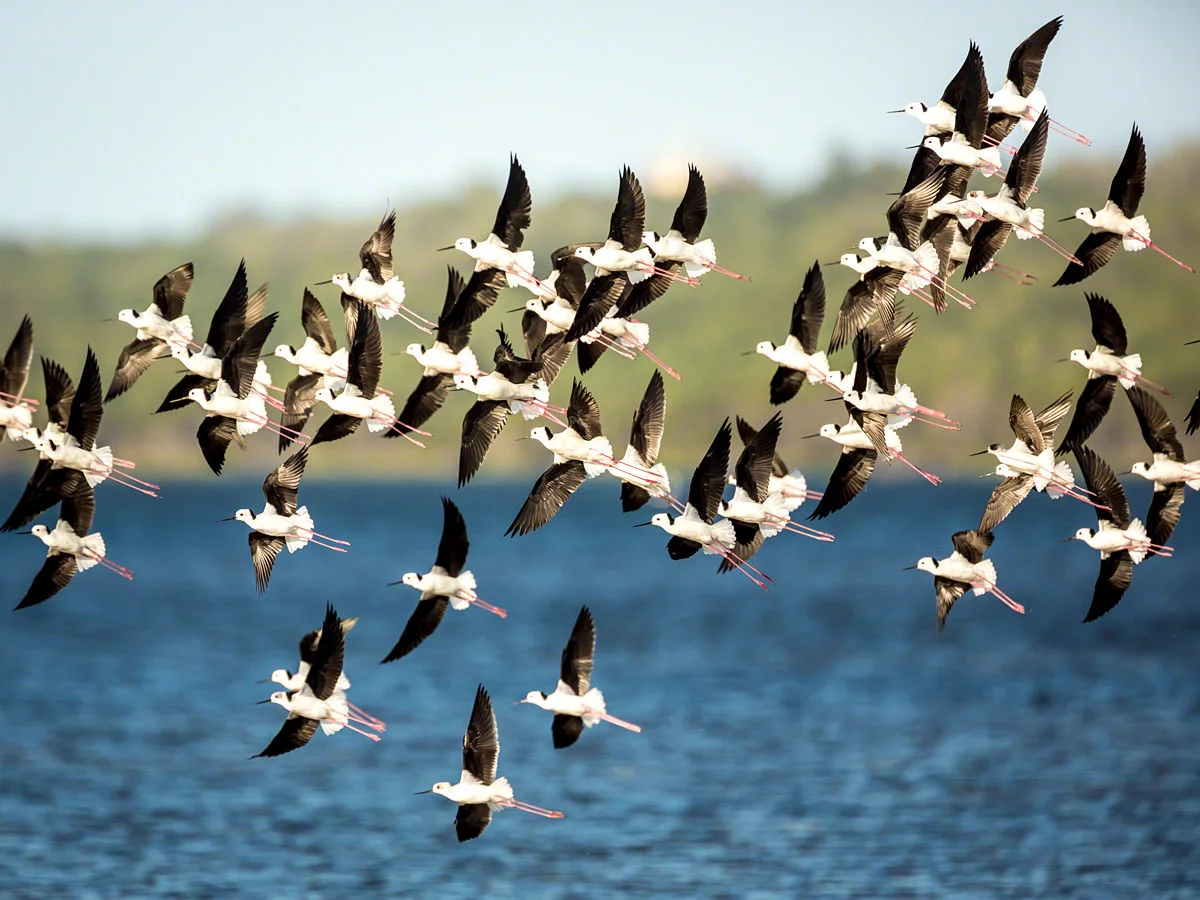 Denmark Birdlife — Morden O'Hare | Photography