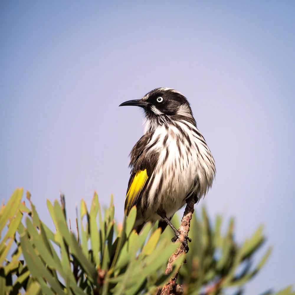 Denmark Birdlife — Morden O'Hare | Photography