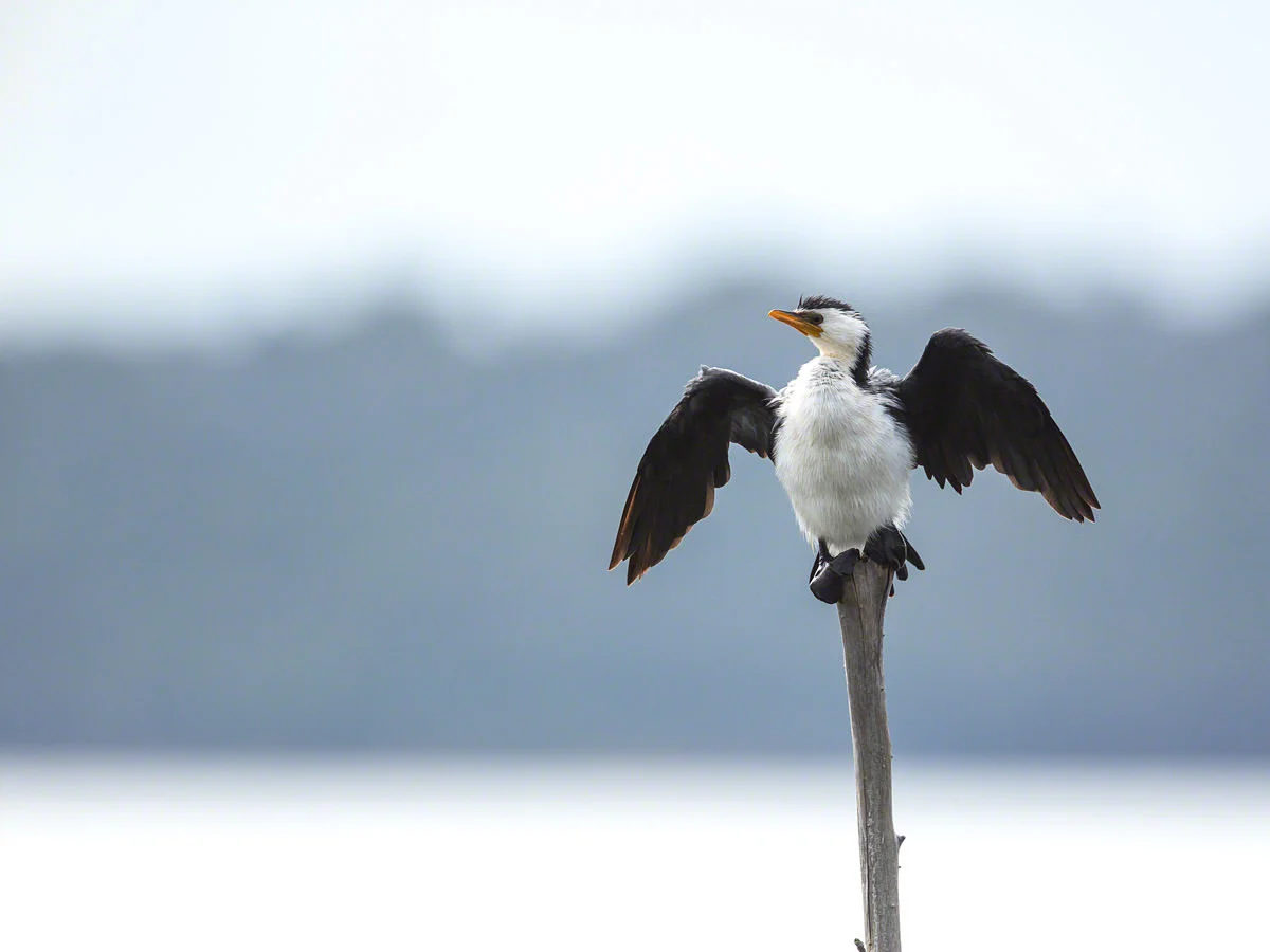Denmark Birdlife — Morden O'Hare | Photography