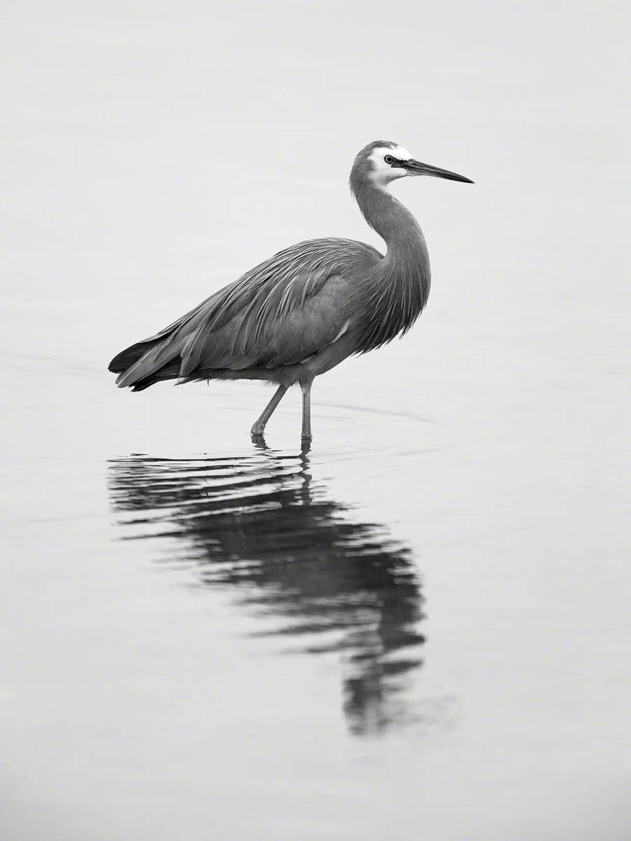 Denmark Birdlife — Morden O'Hare | Photography