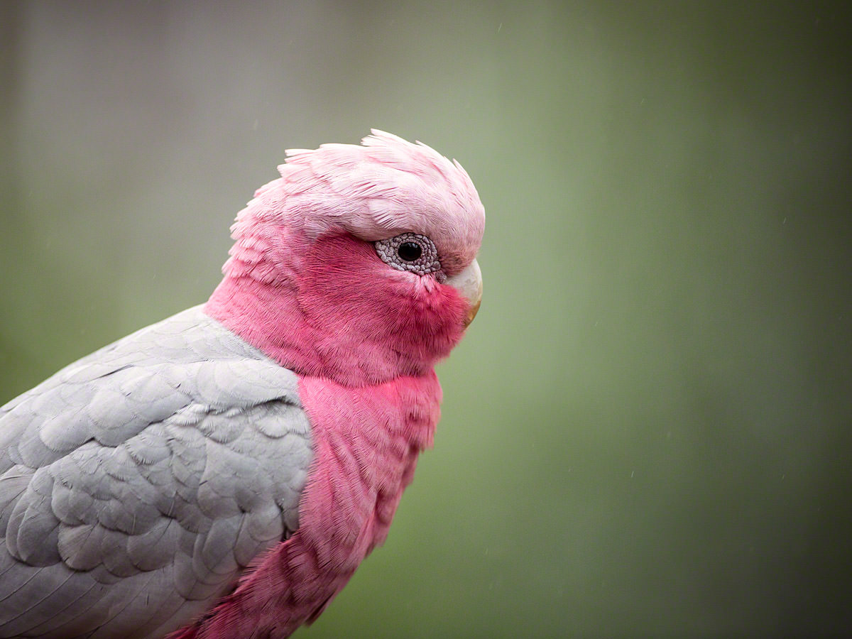 Denmark Birdlife — Morden O'Hare | Photography