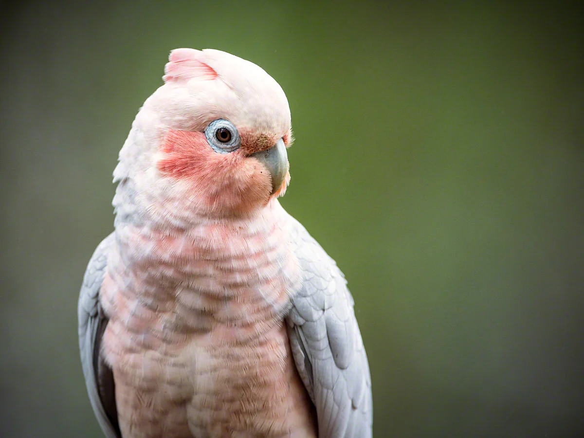 Denmark Birdlife — Morden O'Hare | Photography