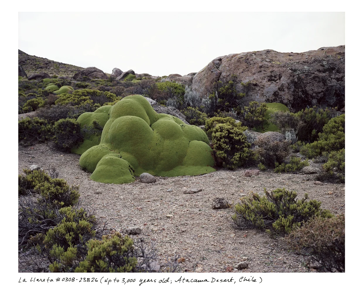 The Oldest Living Things in the World — R a c h e l ⋅ S u s s m a n ⤀