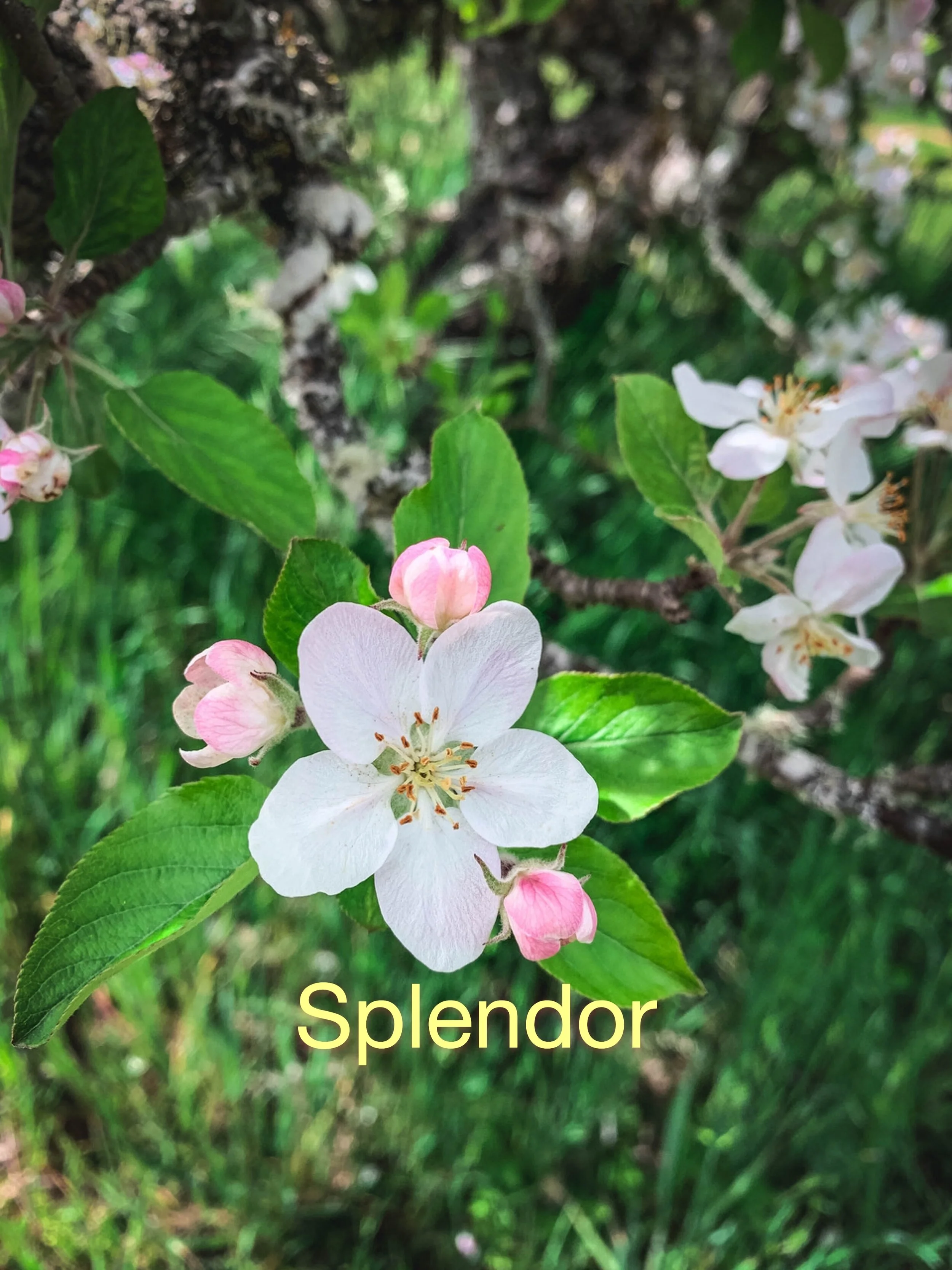 EAT THE VIEW blog — Barndiva