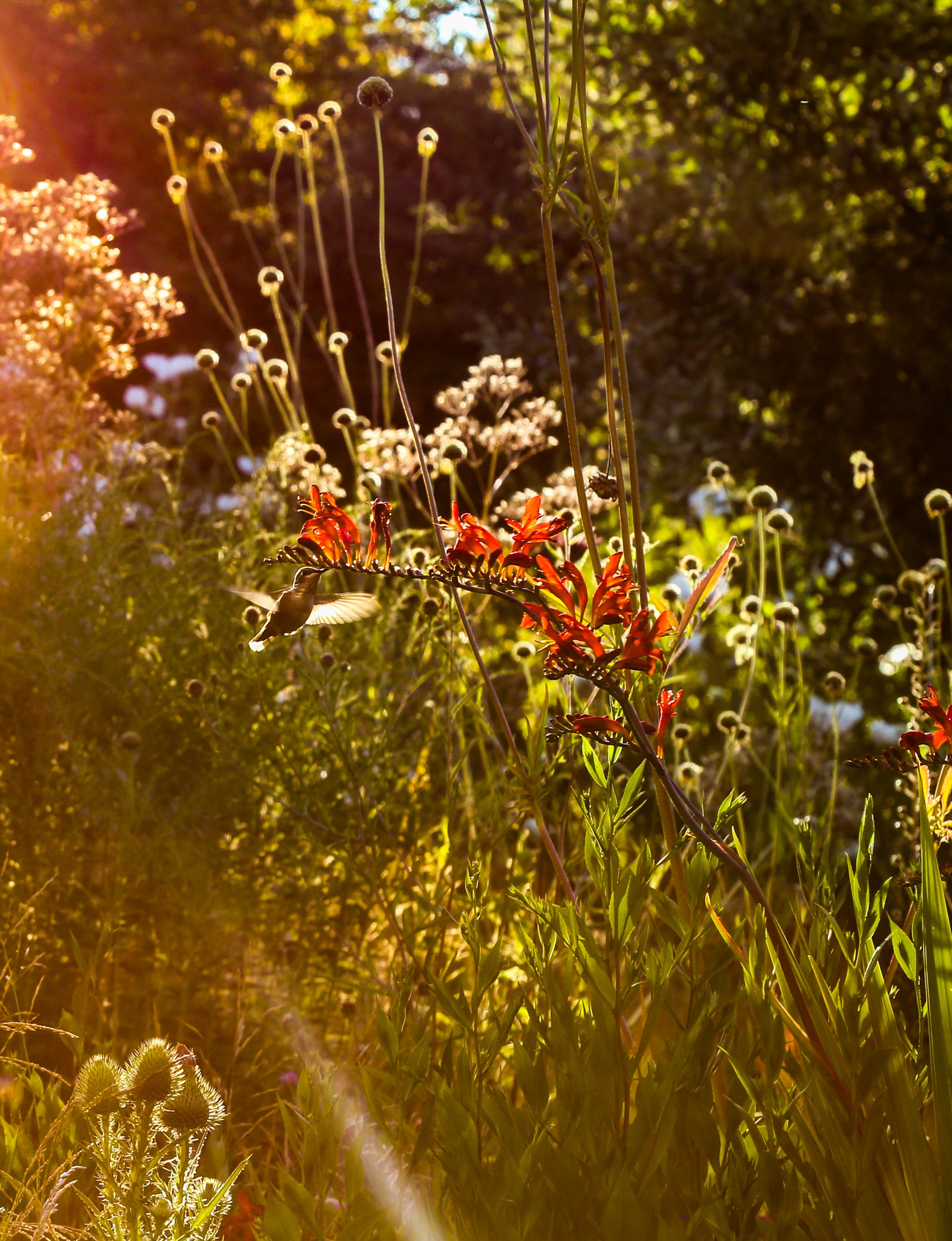 biodiversity — Barndiva Blog | Rustic Barn Wedding Venues Near ...