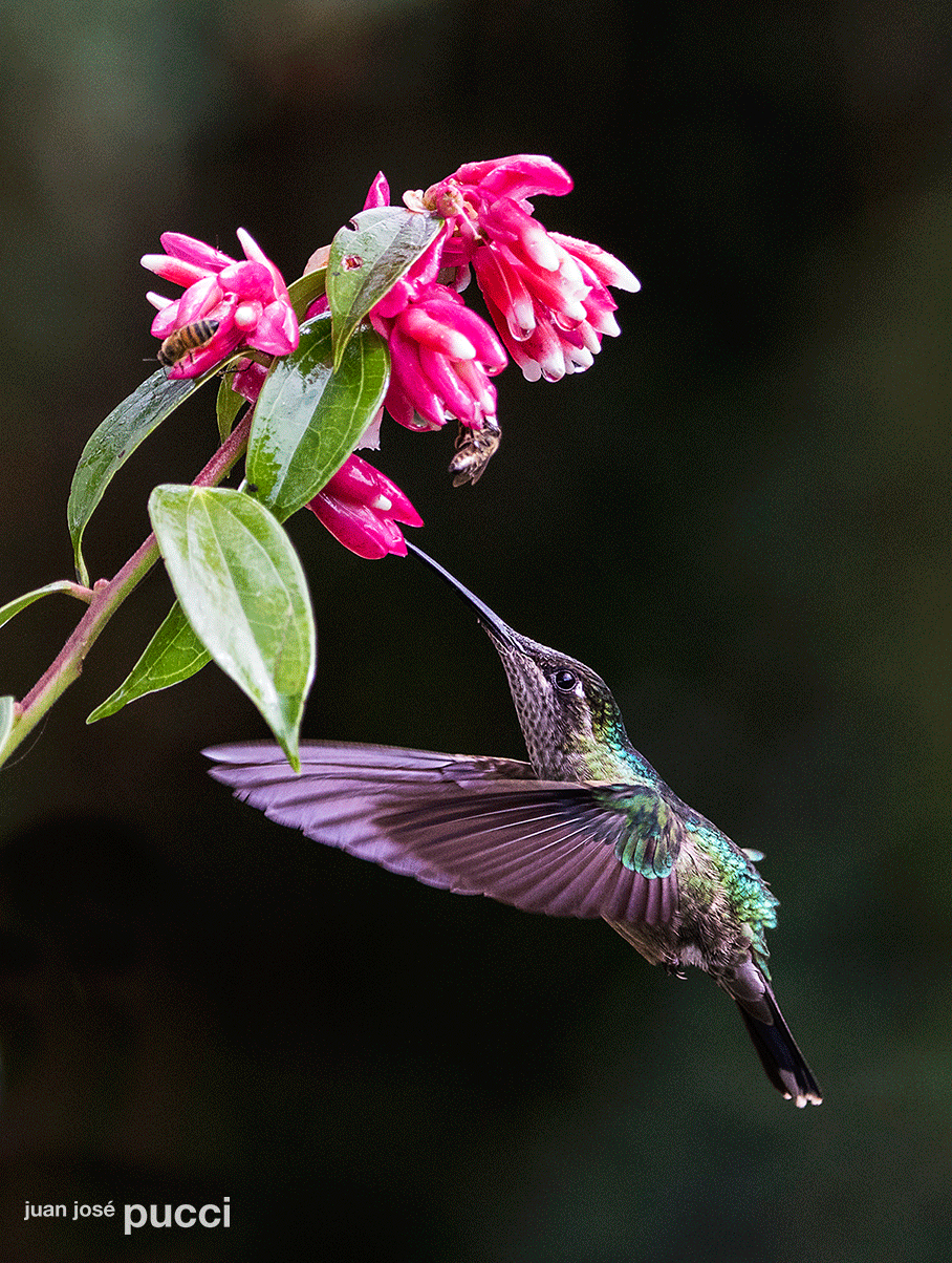 Blog — Pucci Photography