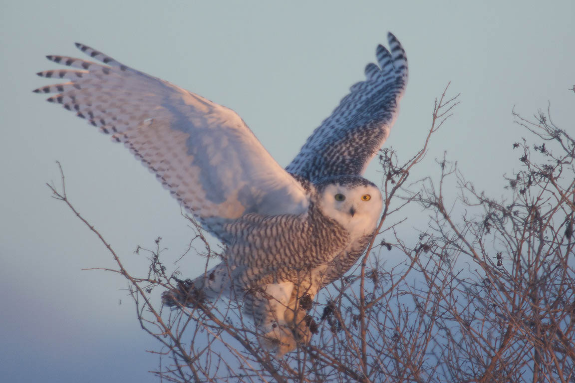 Snowy Owl Fun Facts and Photography Tips — Slonina Nature Photography