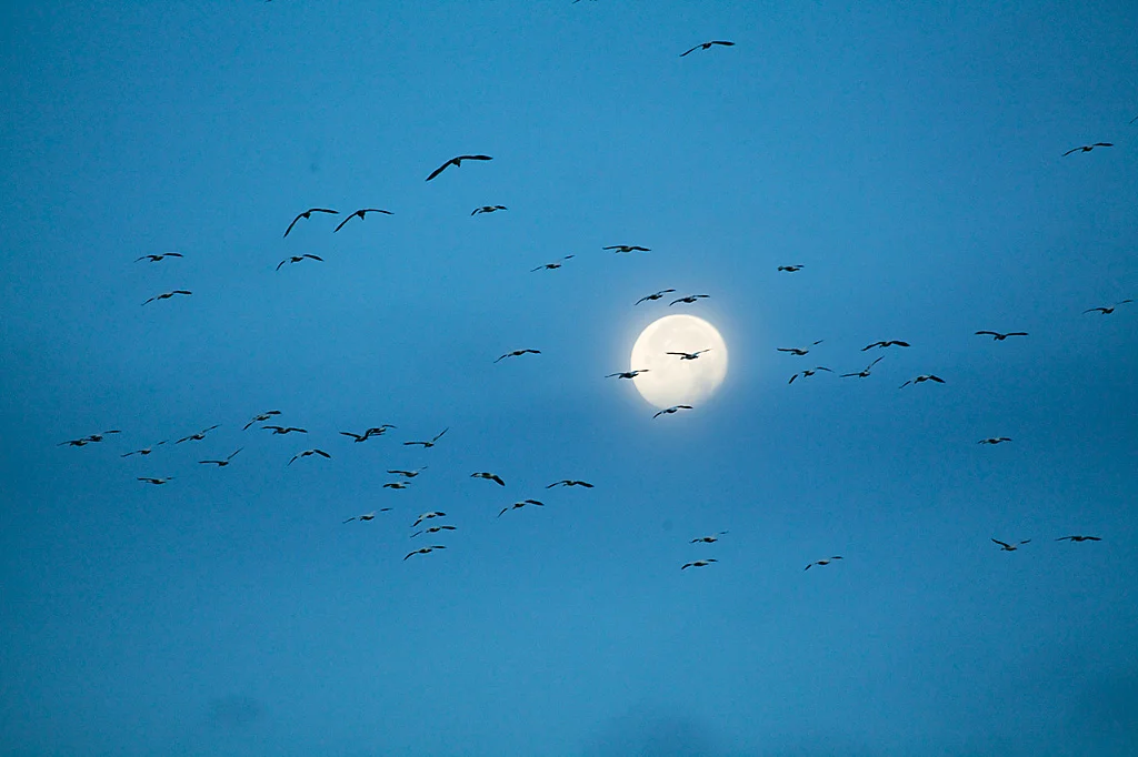 Delmarva — Slonina Nature Photography
