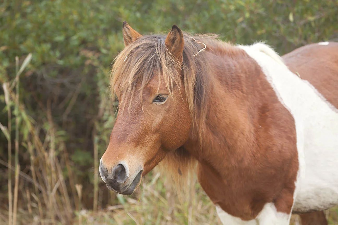 Delmarva — Slonina Nature Photography