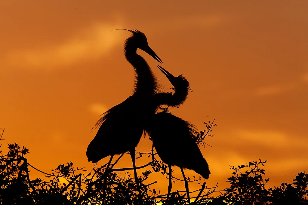 Florida Photo Tours and Workshops — Slonina Nature Photography