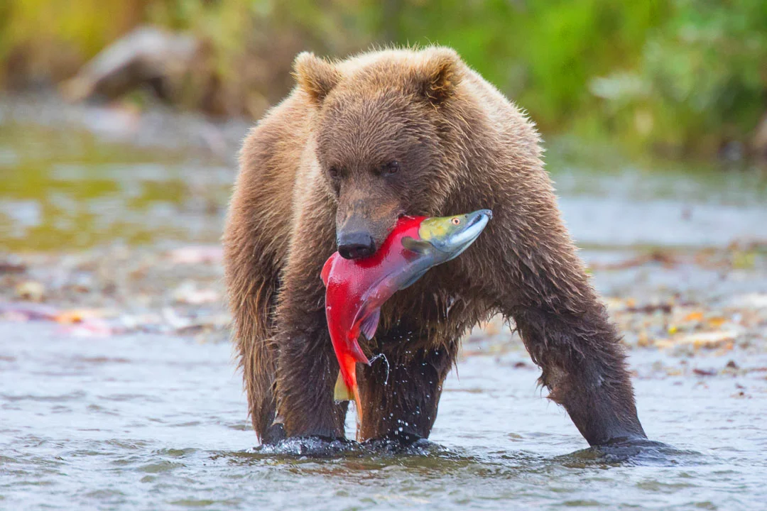 Alaska Bear Instructional Photo Tours and Workshops — Slonina Nature ...