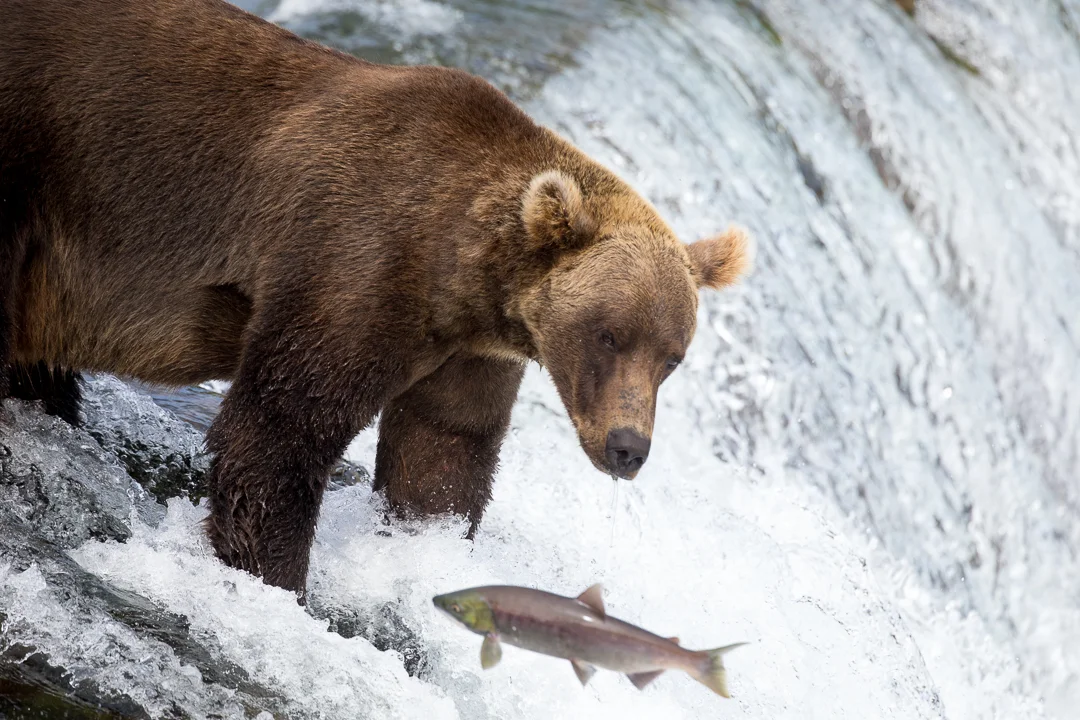 Bear Photography Photos Tour and Workshops — Slonina Nature Photography