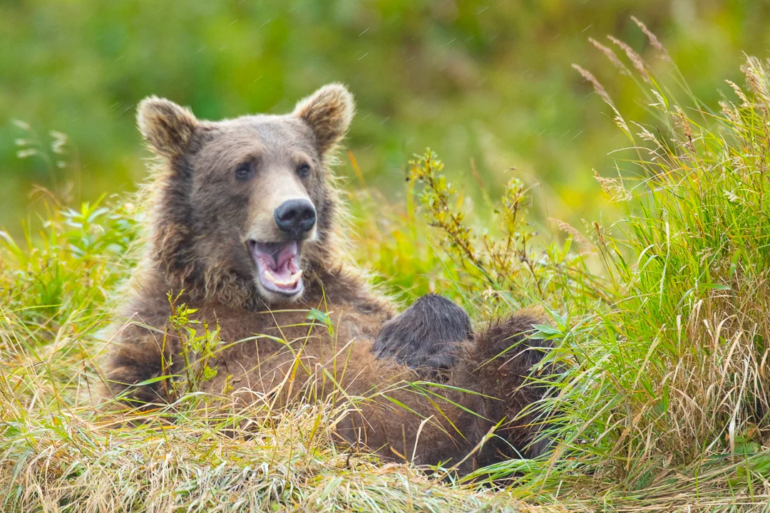 Bear Photography Photos Tour and Workshops — Slonina Nature Photography
