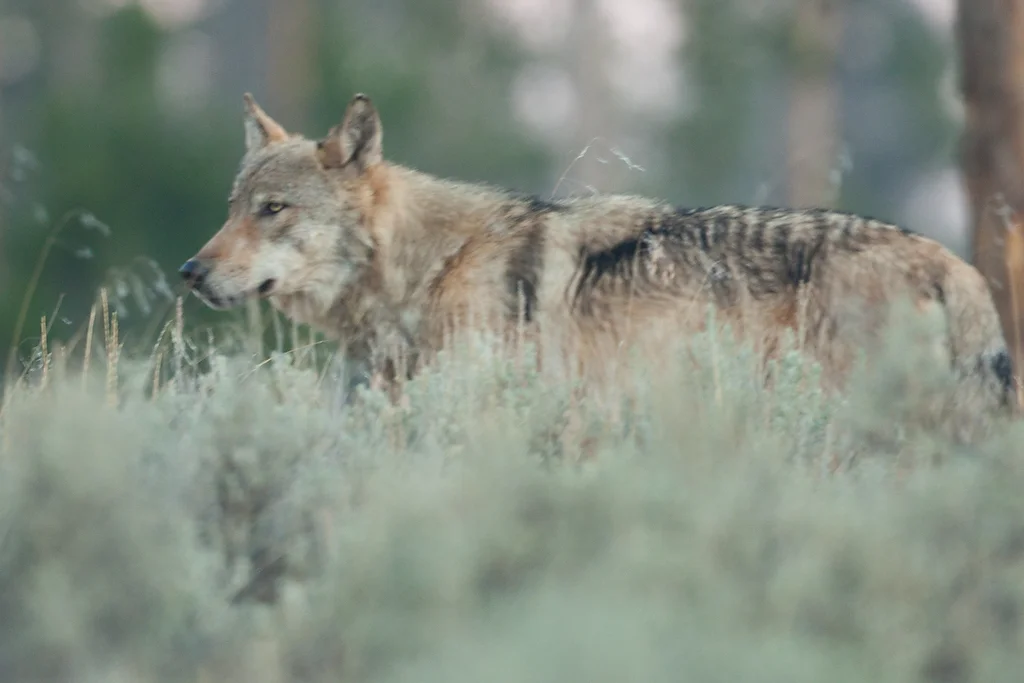 Yellowstone and Grand Teton Wildlife Gallery — Slonina Nature Photography