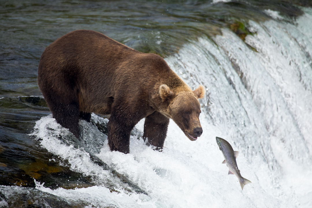Bear Photography Photos Tour and Workshops — Slonina Nature Photography