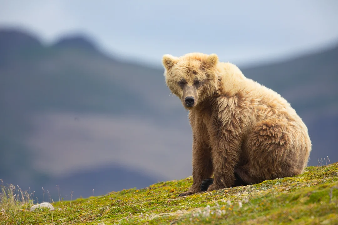 Bear Photography Photos Tour and Workshops — Slonina Nature Photography