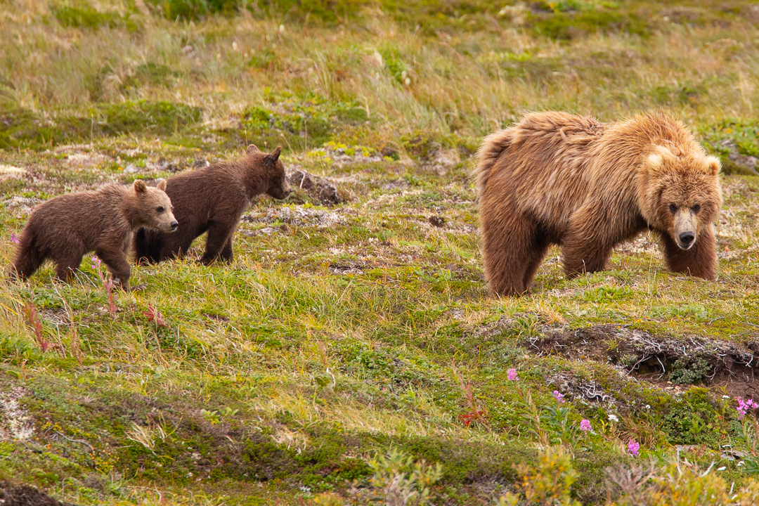 Alaska Photo Gallery and Tours — Slonina Nature Photography