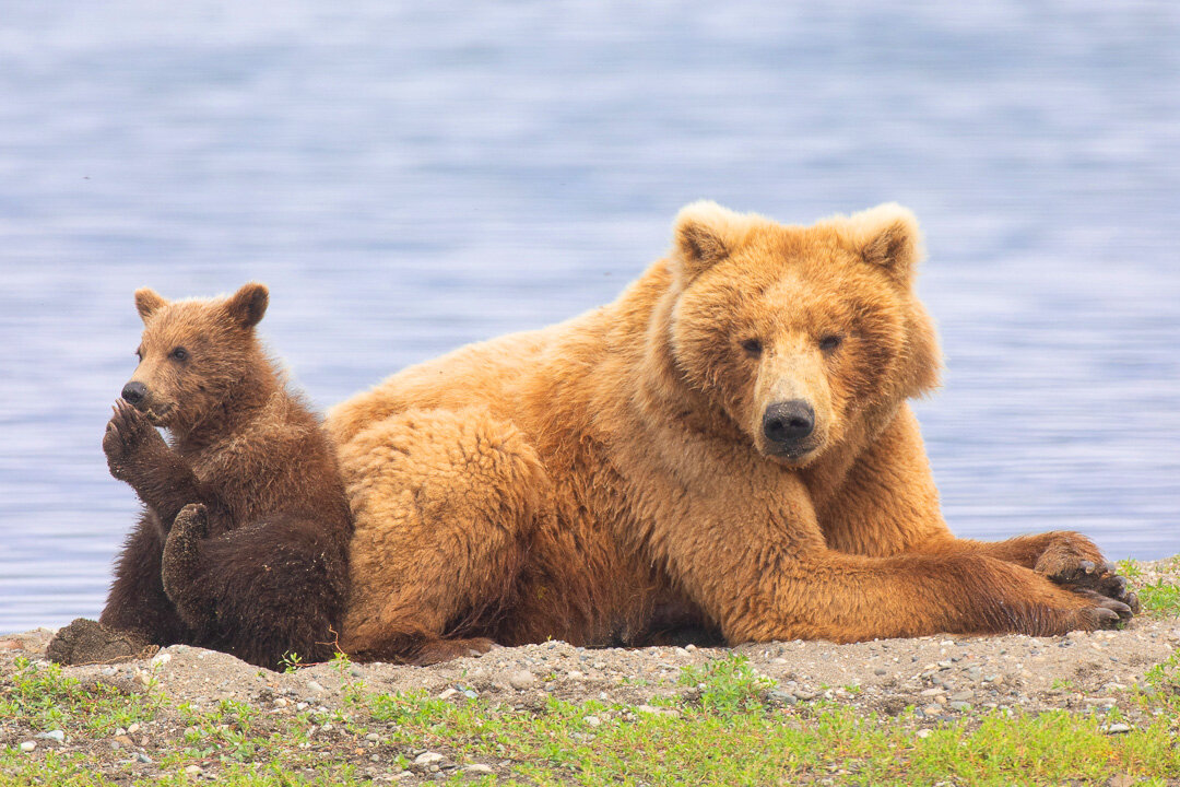 Alaska Bear Instructional Photo Tours and Workshops — Slonina Nature Photography