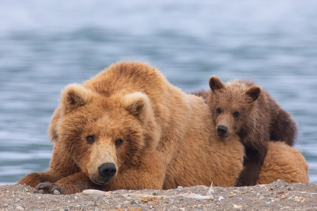 Alaska Bears Photo Tours and Workshops — Slonina Nature Photography