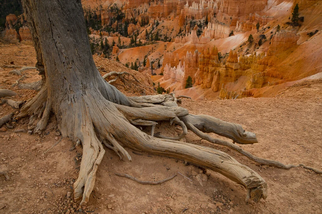 Zion, Bryce, Valley of Fire: Southwest — Slonina Nature Photography