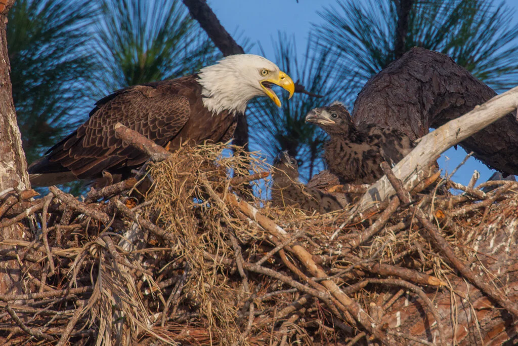 Florida Photo Tours and Workshops — Slonina Nature Photography
