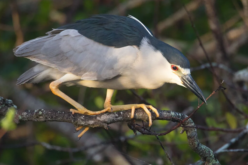 Florida Wildlife Photo Tour Workshop including Everglades — Slonina ...